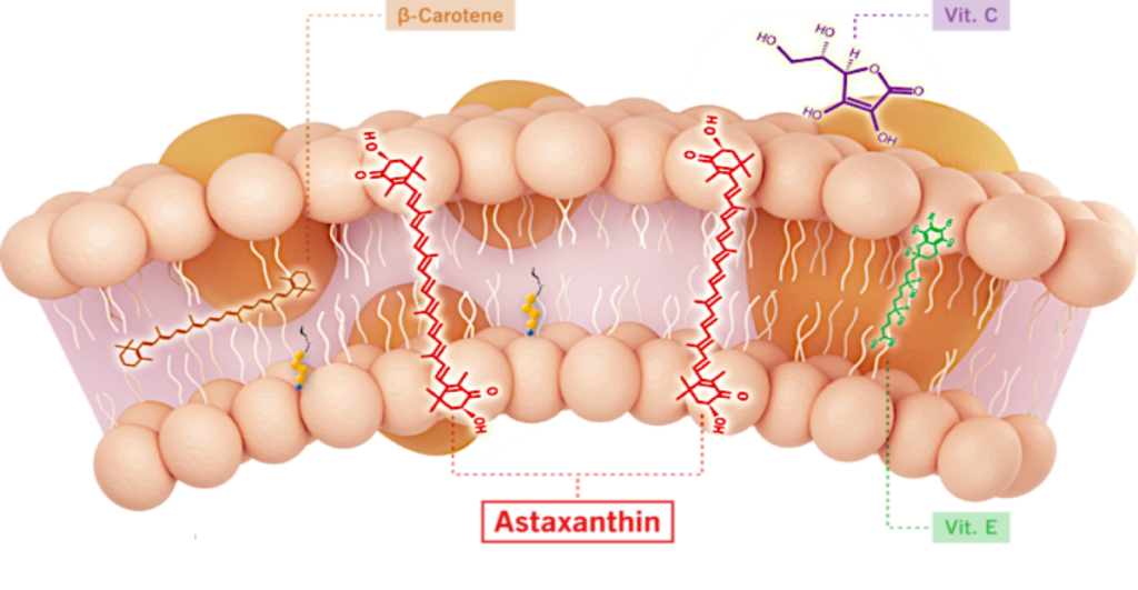 Astaxanthin – Cardax, Inc. | CDXI